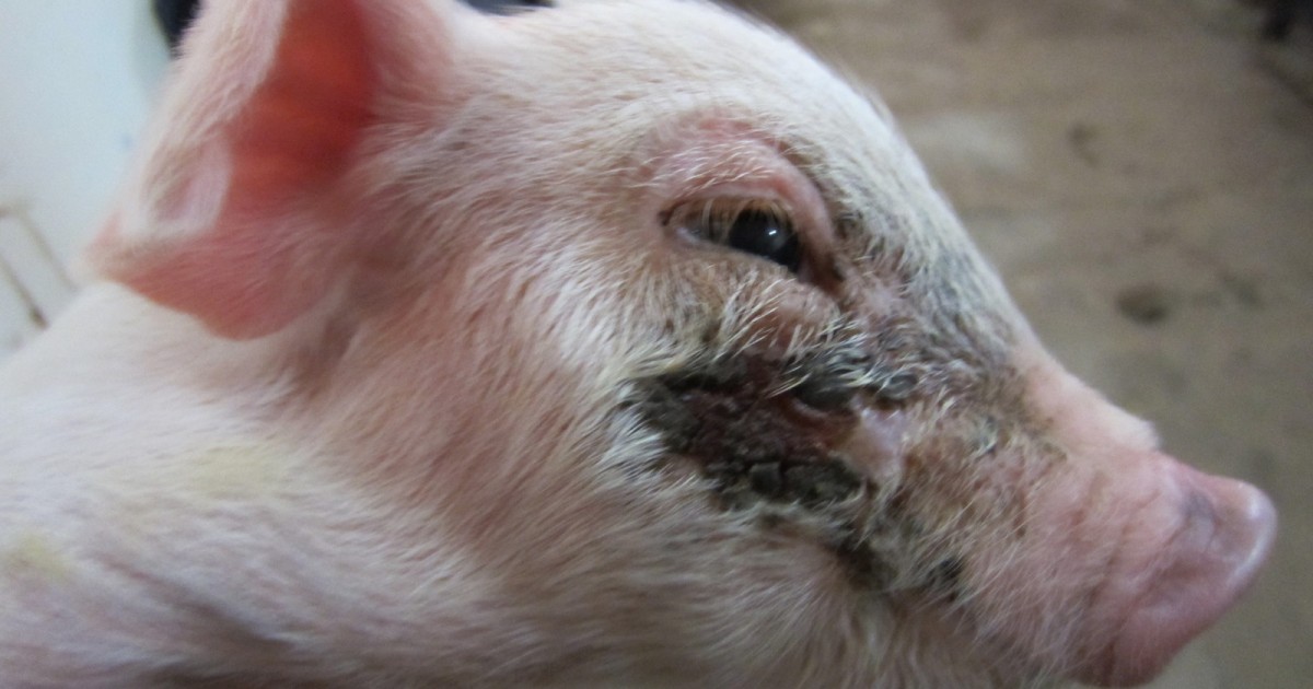 Federal Laws That Are Supposed To Protect Farmed Animals Are Useless federal-laws-that-are-supposed-to-protect-farmed-animals-are-useless