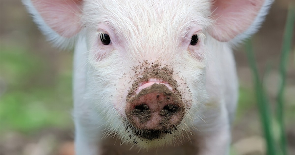 8 Pigs Who Are Here to Brighten Your Day - ChooseVeg.com