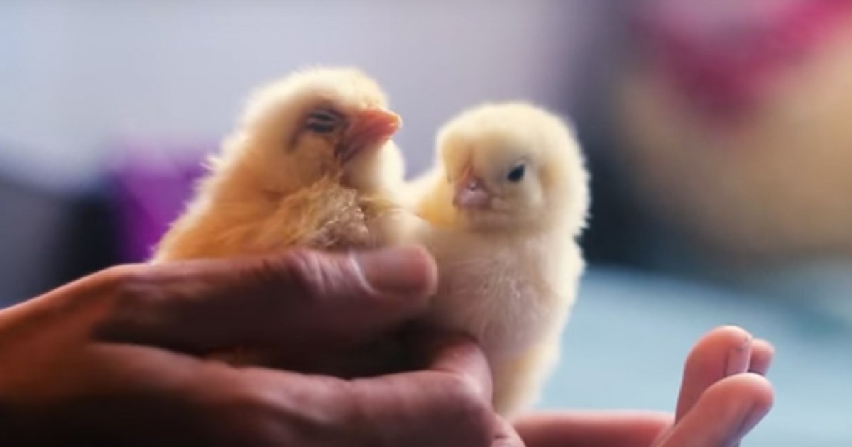 Pintinhos ganham uma nova chance - Mercy For Animals