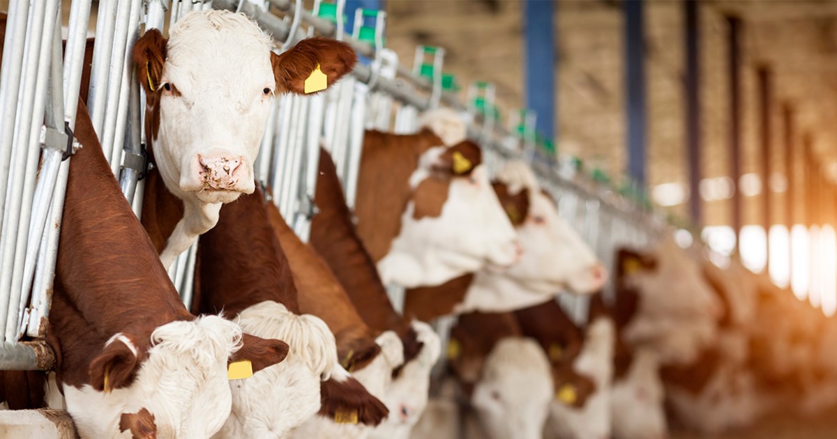 Alimentação com produtos de origem animal deixa 800 milhões de pessoas ...