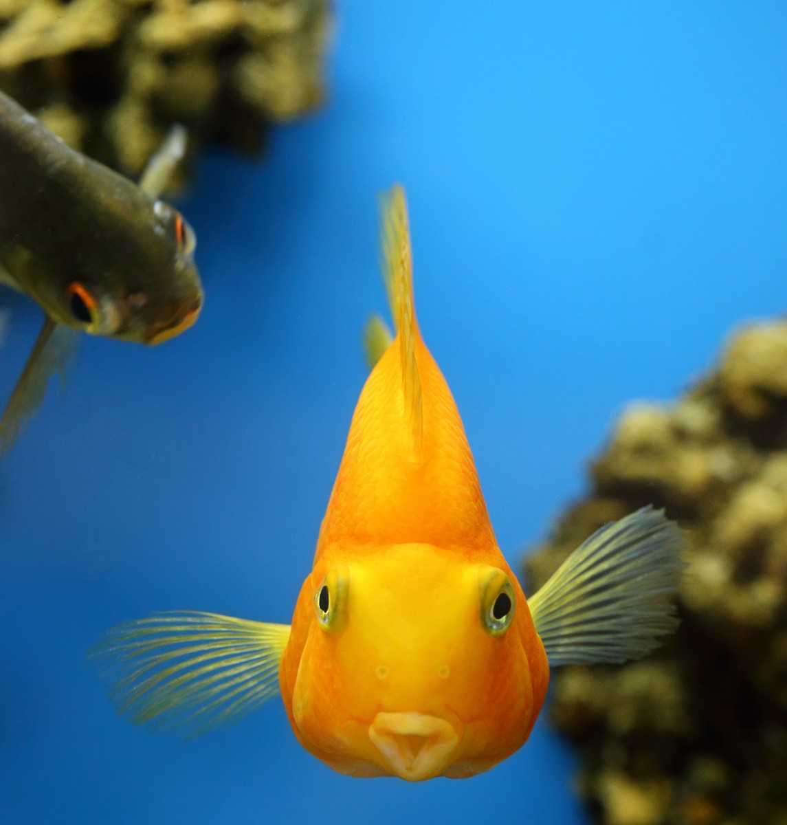 Study: Fish Are Individuals With Complex Personalities - Mercy For Animals