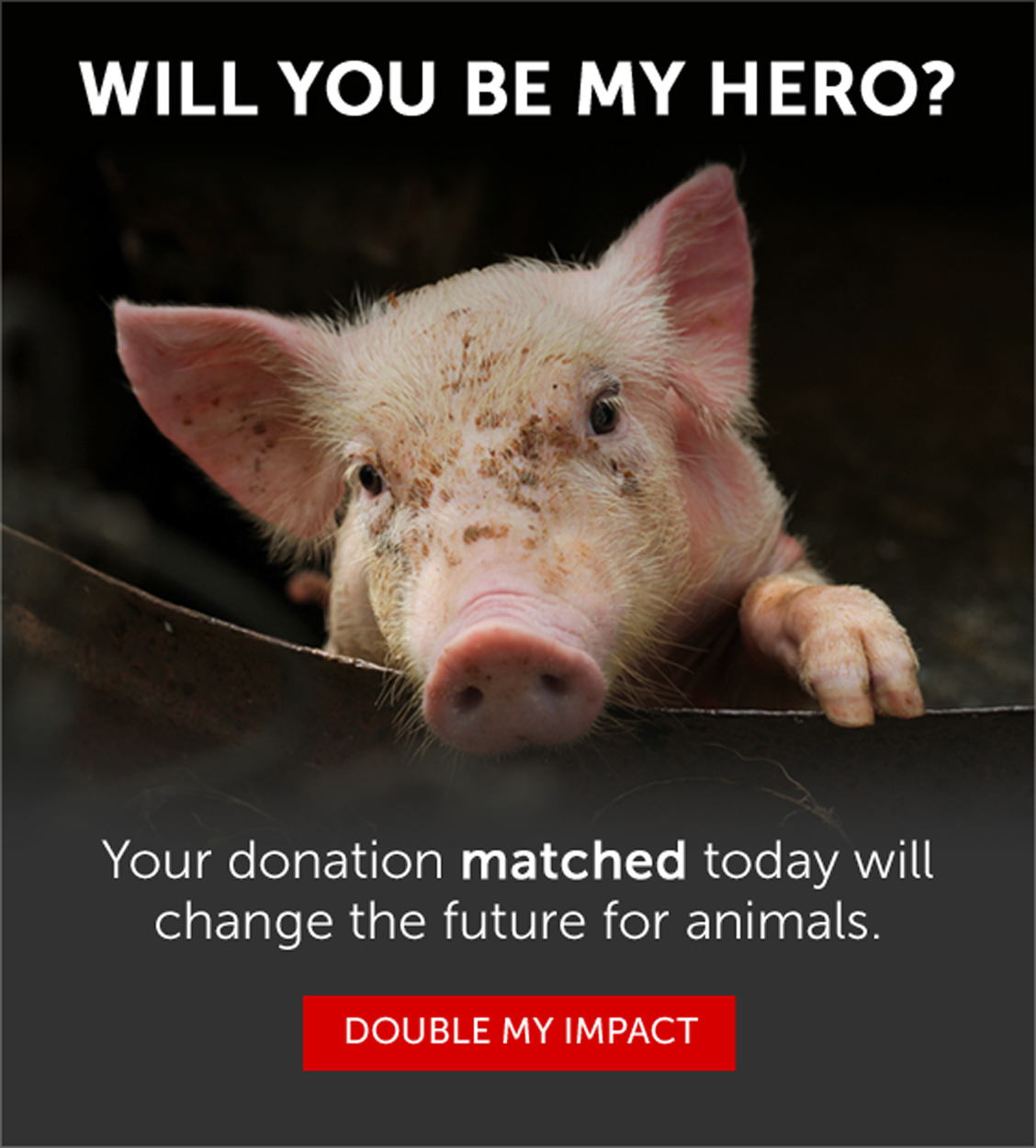 Mercy For Animals – World’s Leading Farmed Animal Rights and Vegan ...