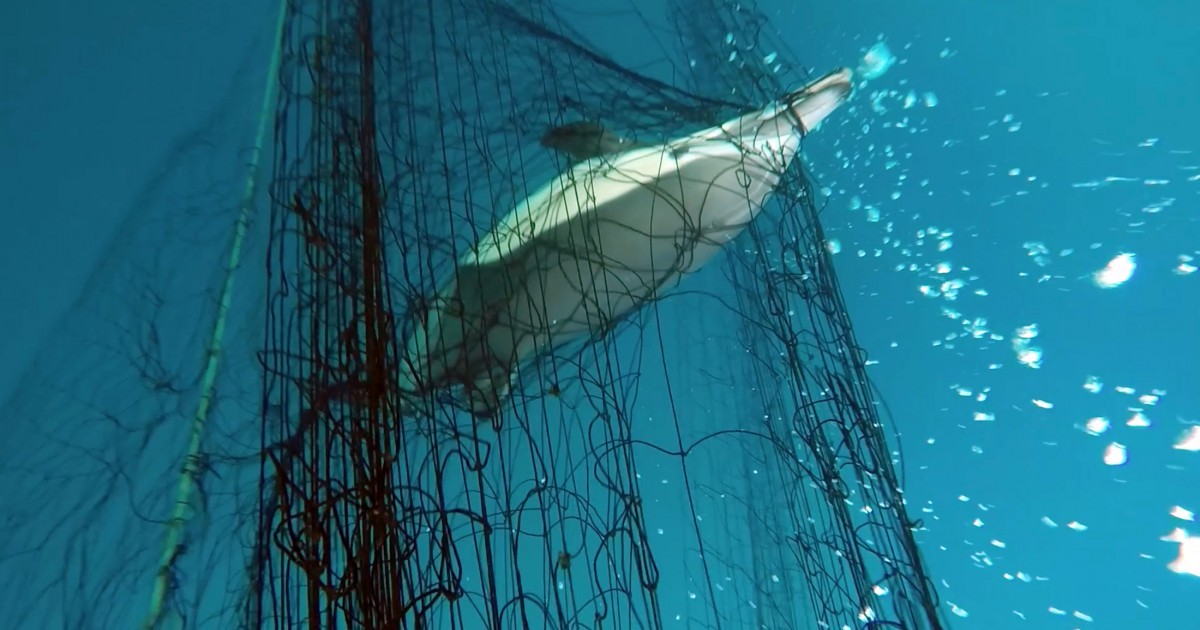 Novo vídeo secreto revela como a pesca comercial está devastando os ...