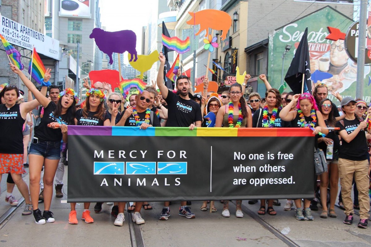 Looking to Help Farmed Animals? Here’s How to Volunteer With Us - Mercy ...