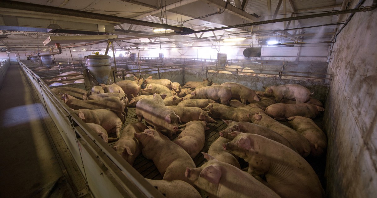 Mercy For Animals – World’s Leading Farmed Animal Rights and Vegan ...