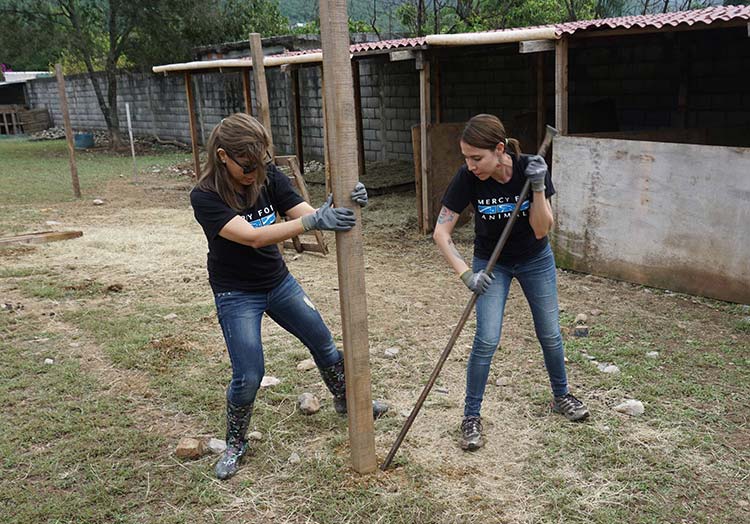 Remembering Eva - Mercy For Animals