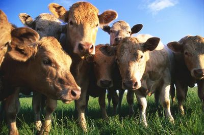 Pigs and Cows Rule the Roost - Mercy For Animals