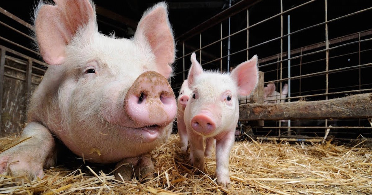 Scientists Confirm Pigs Feel Empathy - Mercy For Animals