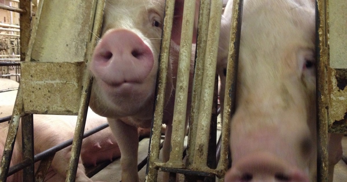 Deadly Pig Diarrhea Virus Mutates as Death Toll Rises - Mercy For Animals