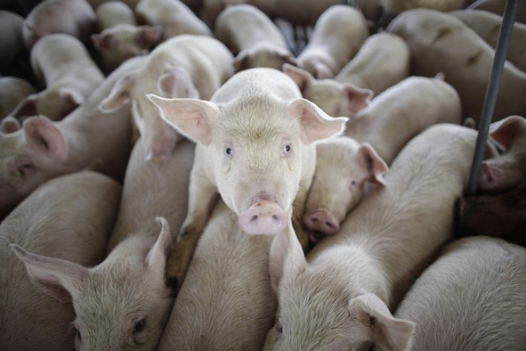 USA Today: Meat-Eaters Consume 7,000 Animals in a Lifetime - Mercy For ...