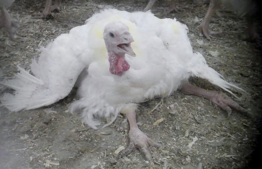 The Poultry Industry's Forgotten, Starving Mothers - Mercy For Animals