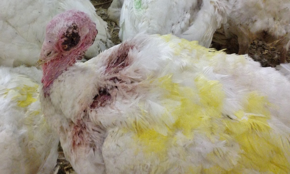 Surge of Whistleblowers Confirms: Cruelty and Neglect the Norm at ...