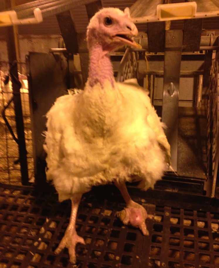Thanksgiving Alert: Investigation Uncovers Animal Abuse at Turkey ...