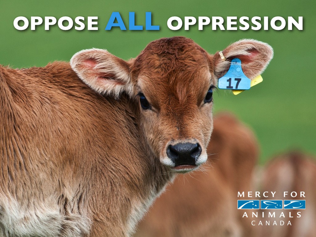 Oppose All Oppression on International Human Rights Day - Mercy For Animals