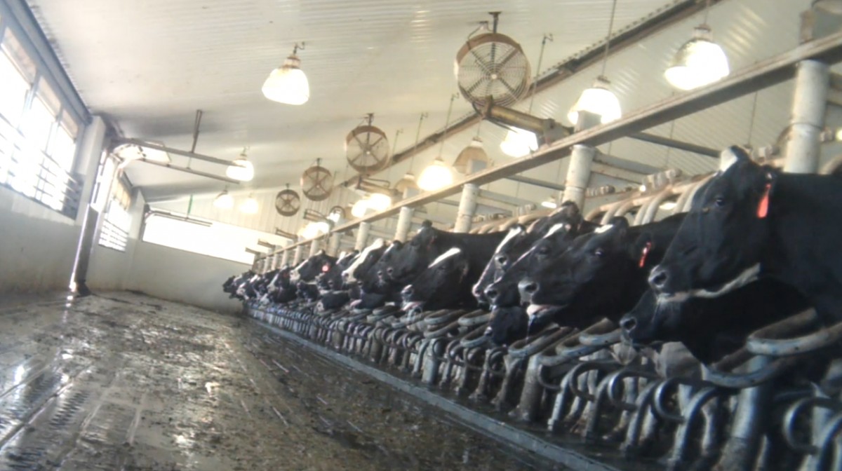 CNN Covers MFA's Ohio Dairy Farm Cruelty Investigation - Mercy For Animals