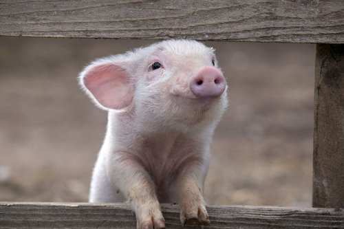 Don't Eat Anything with a Face - Mercy For Animals