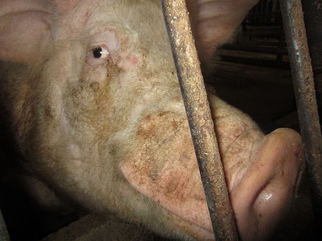 Exposing the Truth: MFA's Pig Farm Investigation Stirs Massive ...