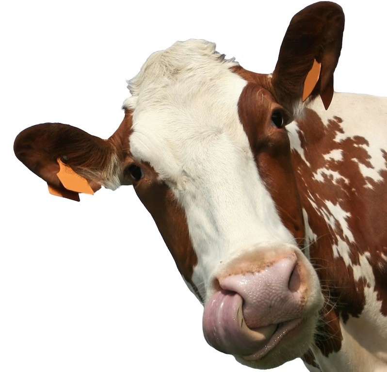 Dairy Trade Group Condemns Tail Docking of Cattle - Mercy For Animals
