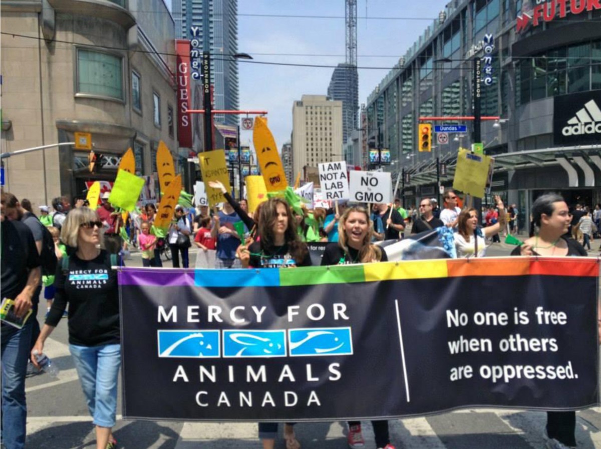 Mercy For Animals Canada: Compassion in Action! - Mercy For Animals