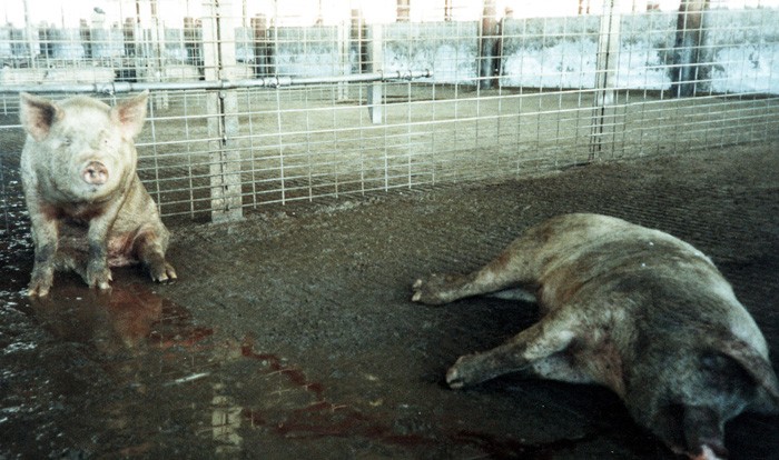 Judge Says Turning Lame Pigs into Meat is "Hogwash" - Mercy For Animals