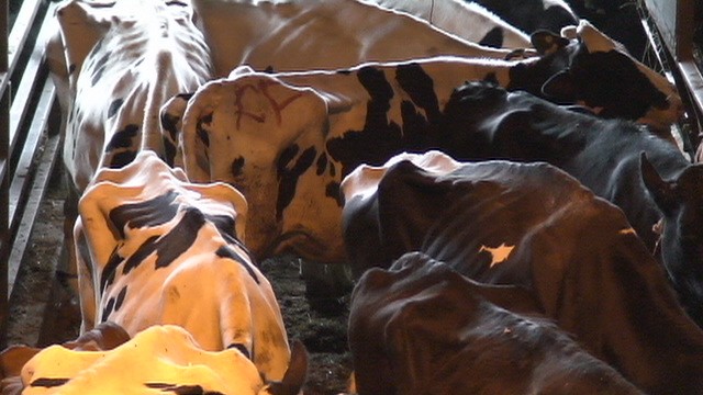 "Clunkers, Canners and Cripples": Canada's Disturbing Dairy Industry ...