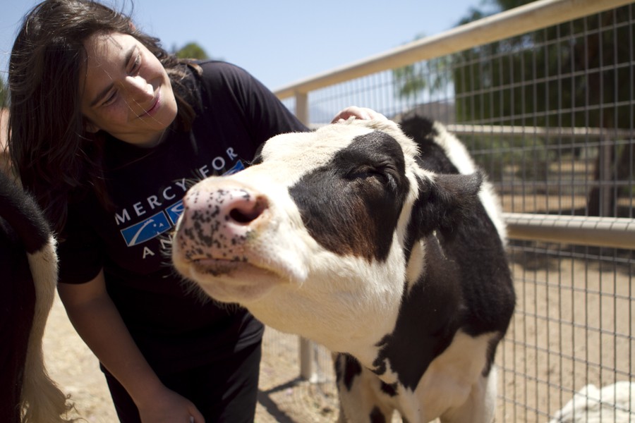 MFA's Incredible Intern Spotlight: Julie Rothman - Mercy For Animals