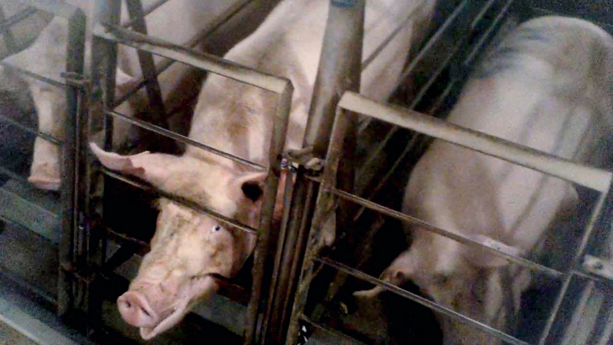 Government Bails Out Pork Industry to the Tune of $100 Million - Mercy ...