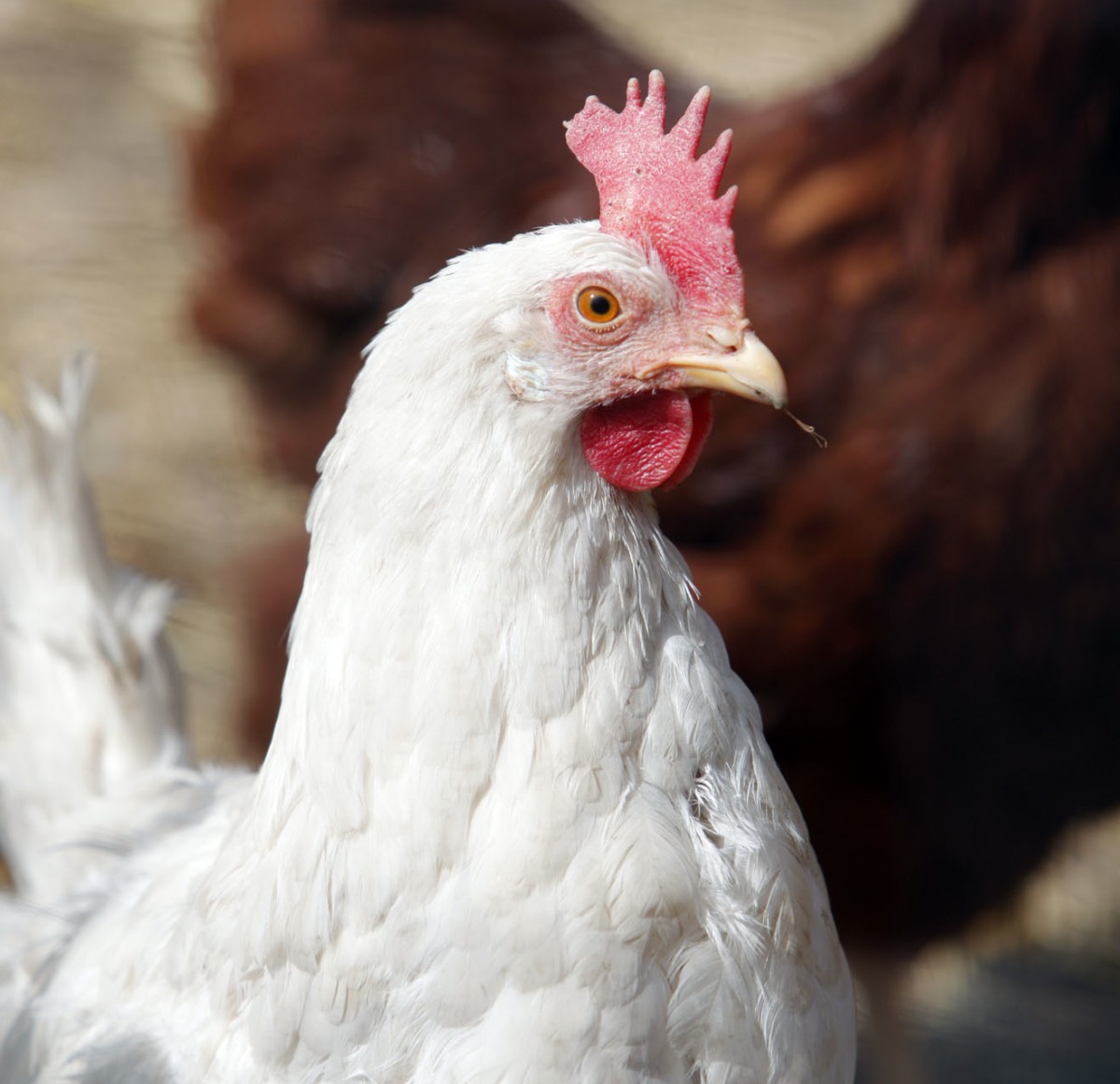 Museum Launches Unique Online Exhibit About Chickens - Mercy For Animals