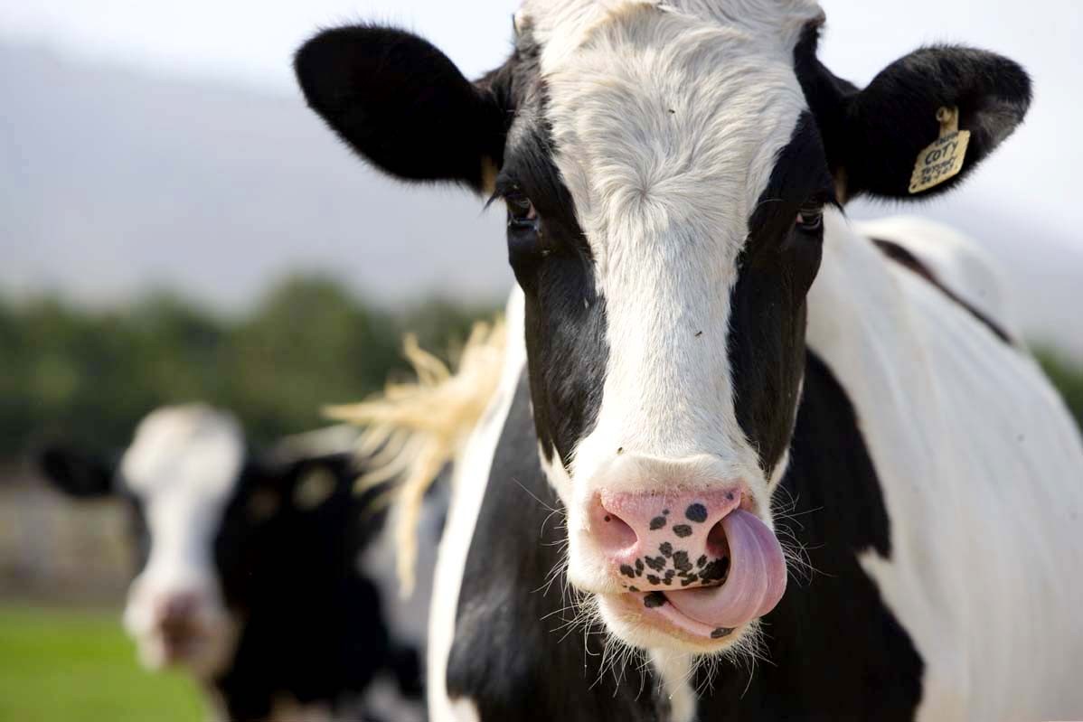 Get Active for This Year's Great American Meatout! - Mercy For Animals