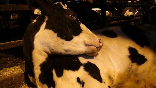 Potential Mad Cow Quietly Slipped Into Food Supply System - Mercy For ...