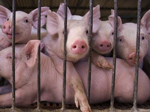 Deadly Diarrhea Virus Spreads to US and Sickens Pigs - Mercy For Animals