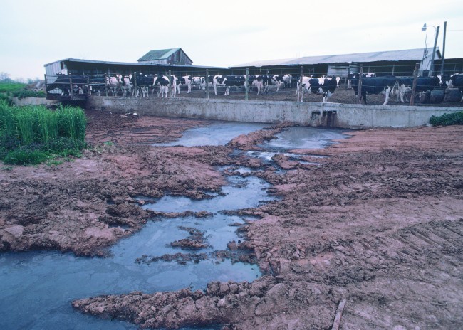 Manure from Factory Farms Is Fastest-Growing Threat to Our Planet ...