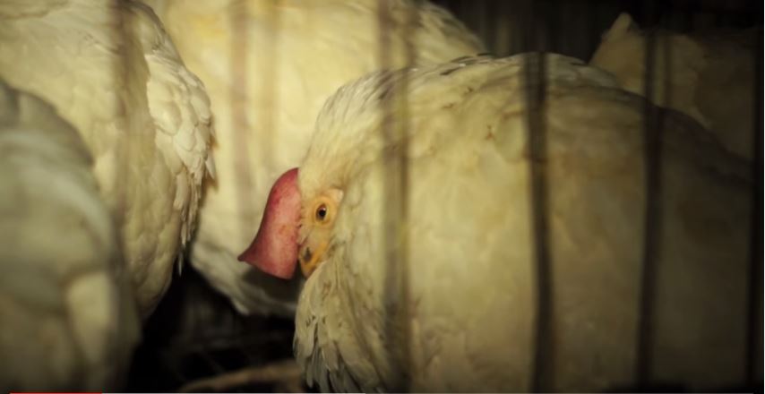 Egg Farm Neglect Case Leads to Largest Animal Rescue in California ...