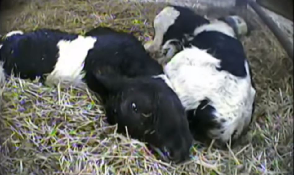 New CNN Story on MFA's Dairy Farm Investigation & NY Tail Docking Ban ...