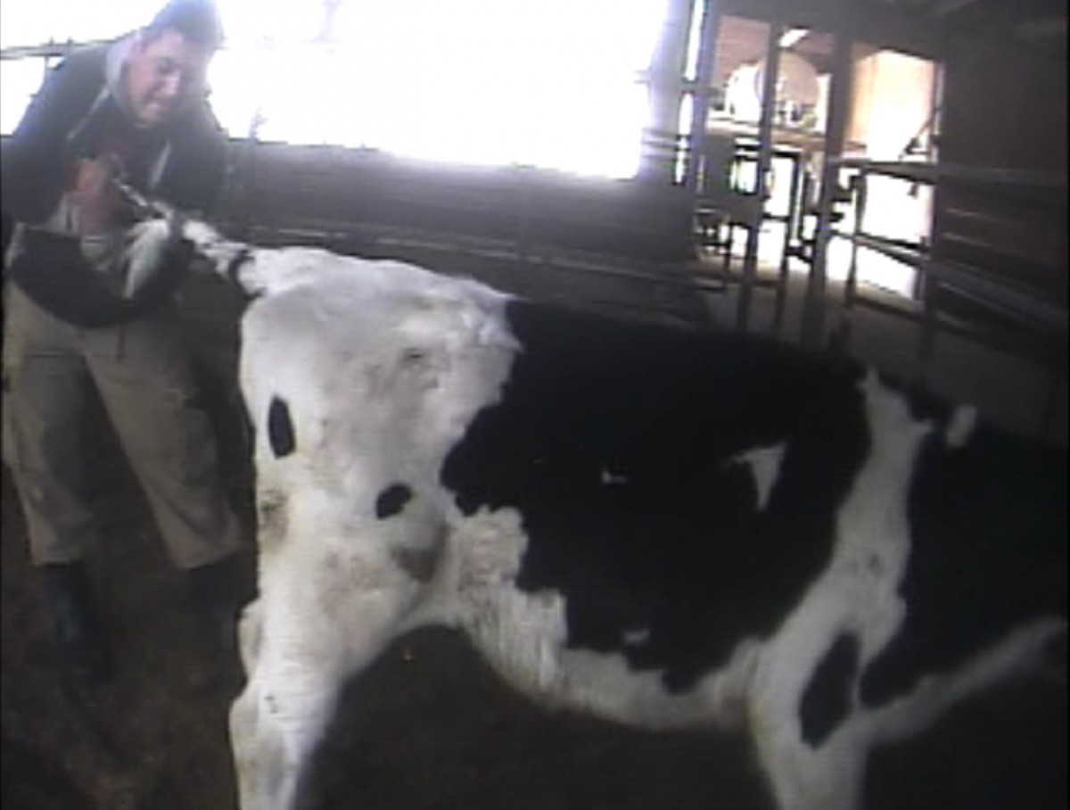 Dairy Cruelty Footage Prompts NY Lawmaker to Propose Tail Docking Ban ...