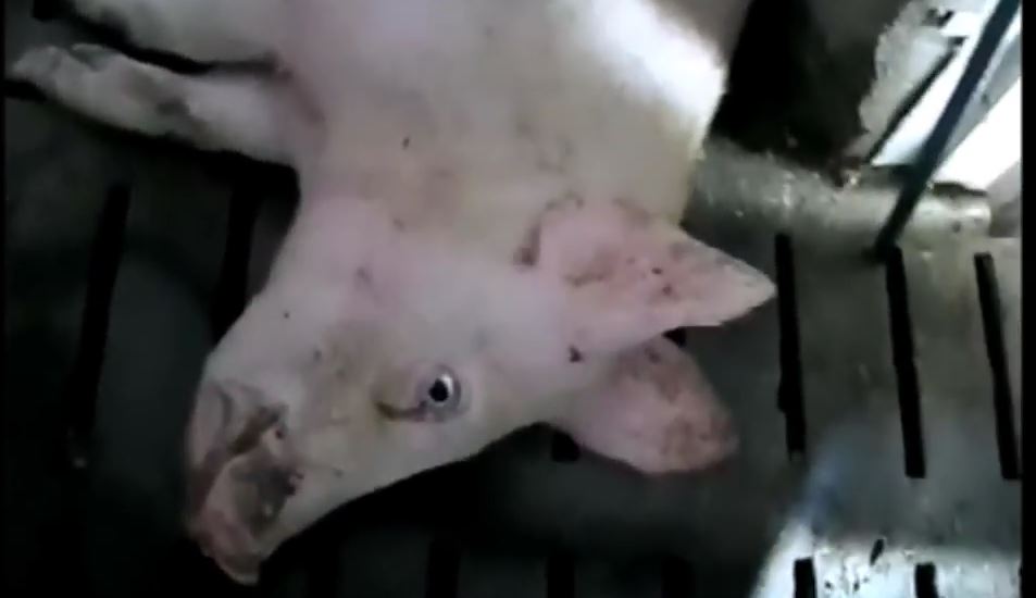The Hidden Face of Pork - Mercy For Animals