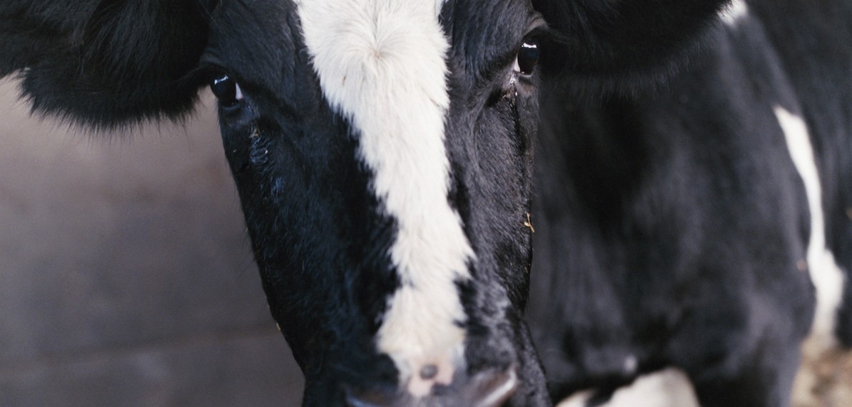 Mourning Dairy Cows Prompt Calls to Police - Mercy For Animals