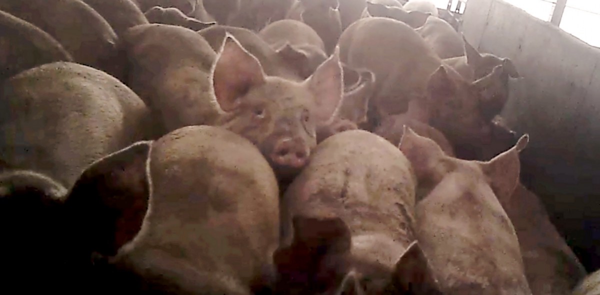 Manure Lagoon Fumes Kill More Than 1,000 Pigs - Mercy For Animals